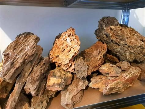 Dragon stone - MScichlid