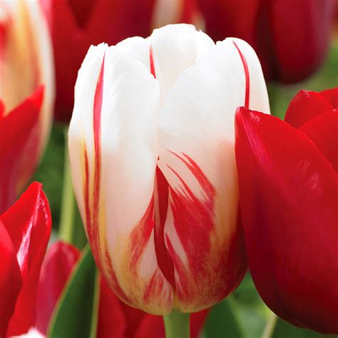 CARNAVAL DE RIO – Tulipgarden