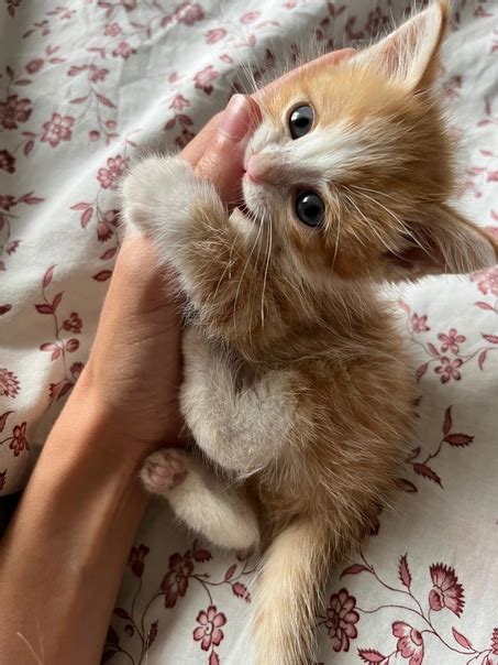 Котёнку 1 месяц. Ласковый, спит со мной, игривый, очень забавный ...