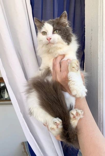 #иваново Кошечку с новорождёнными котятами безжалостно вышвырнули на ...