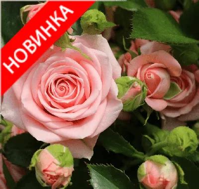 Роза грация фото - 85 картинок