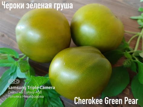 Томат Чероки зеленая груша: описание сорта, ОТЗЫВЫ, фото | tomatland.ru