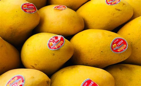 Hey Mango. Mango Mexicano. | Don Day in SMA