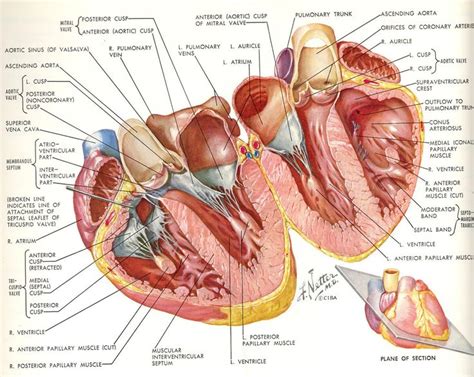 netter - Google Search | Heart anatomy, Human heart anatomy, Basic ...