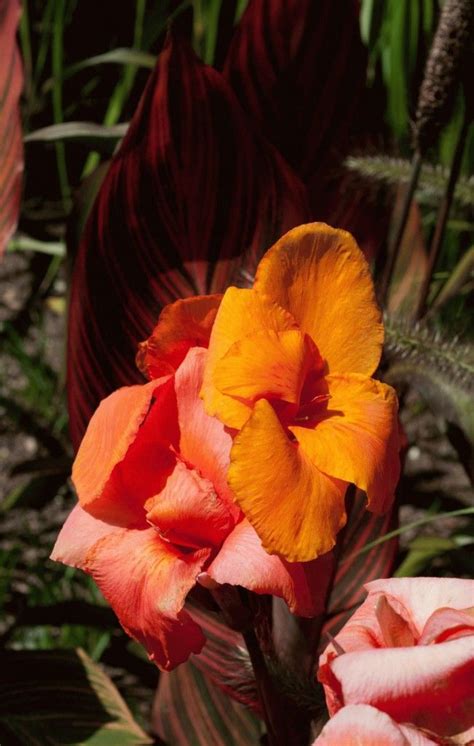 Канна Стриата | Flowers, Plants, Garden