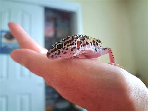 How often should I feed my leopard gecko? : r/leopardgeckos