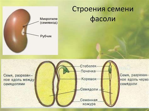 Строение семян. 6 класс - презентация онлайн
