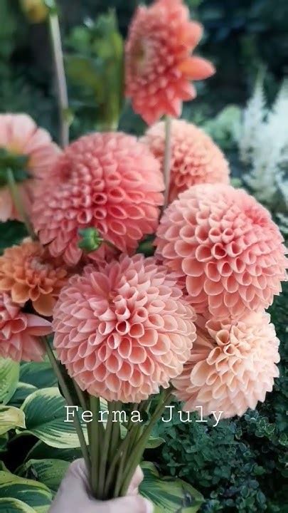 Цветение георгинов Джовей Линда , ферма July #георгины #flowers # ...