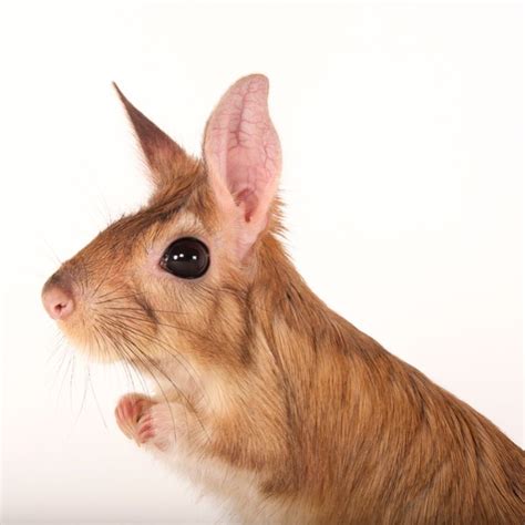 Капский долгоног. by Joel Sartore | Cute animals, Animal facts, Omaha zoo