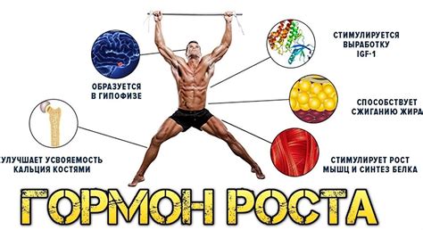 Как повысить гормон роста в организме у мужчины и подростка: как ...
