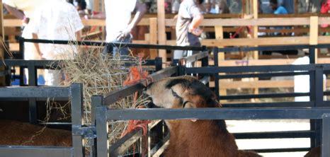 Agrofest - Barbados Pocket Guide