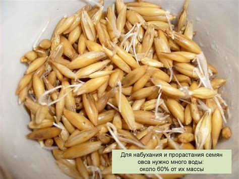 Технология возделывания овса - презентация онлайн