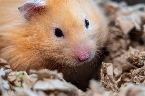 Ultimate Teddy Bear Hamster Care Guide - The Pet Staff