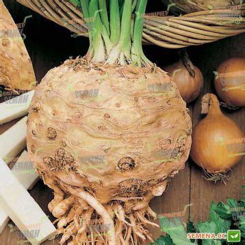 Сельдерей Пражский Гигант семена, корневой, купить от Hortus, выгодная ...