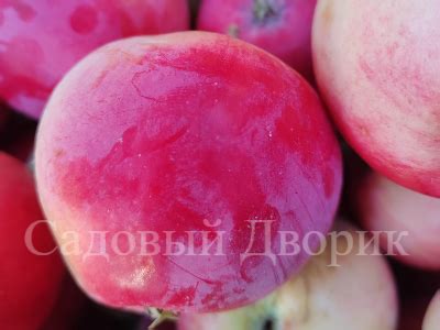 купить яблоня сувенир алтая (черенок) в интернет - магазине sad ...