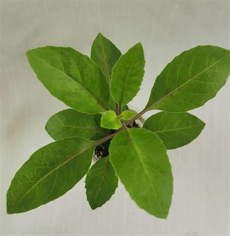Джинура. Gynura Procumbens. Купить Растения, Саженцы с Доставкой в СПБ ...