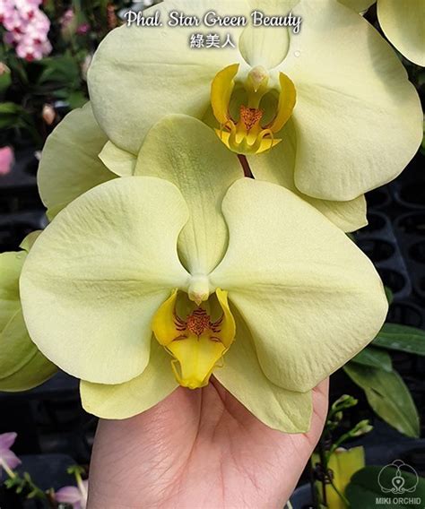 Phal. Star Green Beauty 1.7''