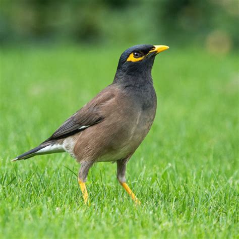 Vögel | ekkifant | AGENTUR FÜR TIERE