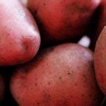 Сорт картофеля «Красная роза» – описание и фото