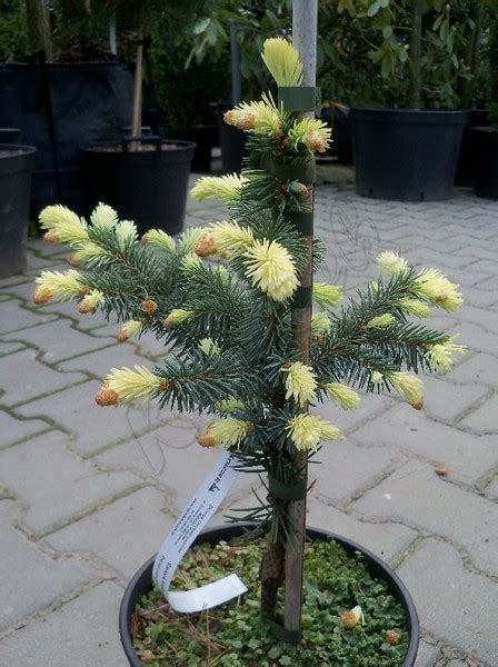 Świerk kłujący ‘Białobok’ - Picea pungens ‘Białobok’ - CENTRUMKRUCZEK.PL