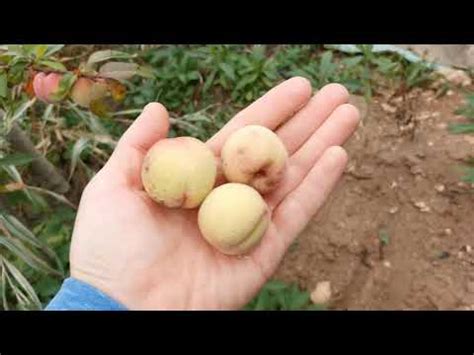 Выращивание персика из косточки | Мой опыт и первый урожай - YouTube