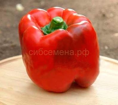 Снова в продаже — Семена для Сибири