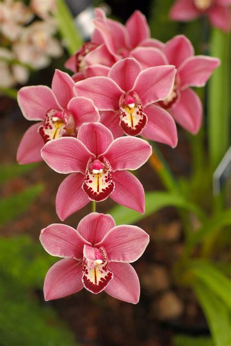 Orchid Growing Tips - Choosing, Watering, Repotting, Fertilizing and ...