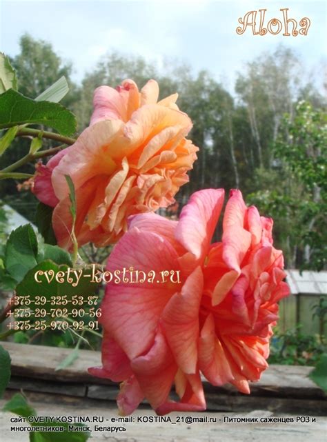 Роза Алоха Плетистая Фото Описание И Отзывы — Фото Картинки