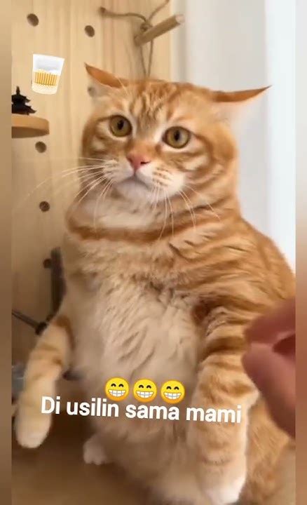 ekspresi oyen ketika di ledekin mami #kucinglucu #funny #memes #lucu # ...