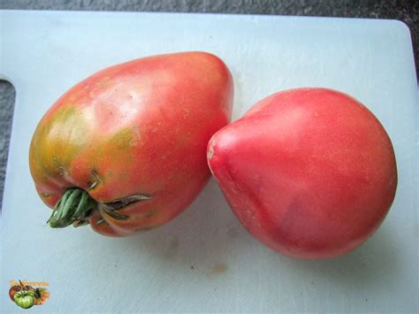 tomate, tomato, tomaten, pomidor: Abakanskiy Rozovyi - Абаканский розовый