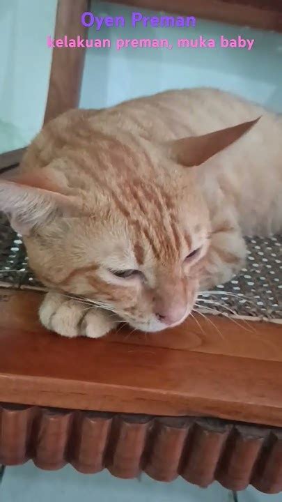 Oyen Preman #catlover #cat #viralvideo #oyen - YouTube