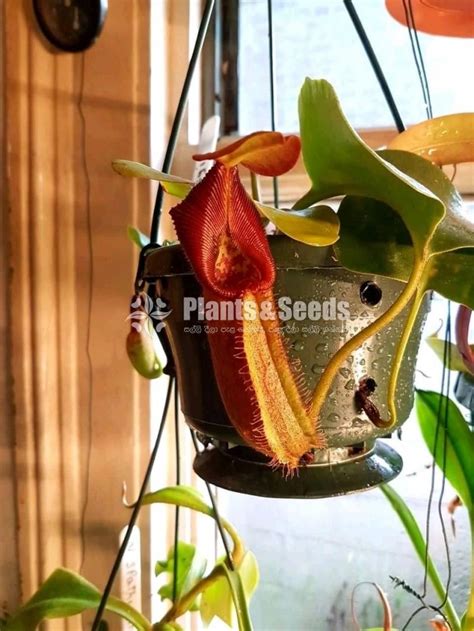 Badura - Plants And Seeds