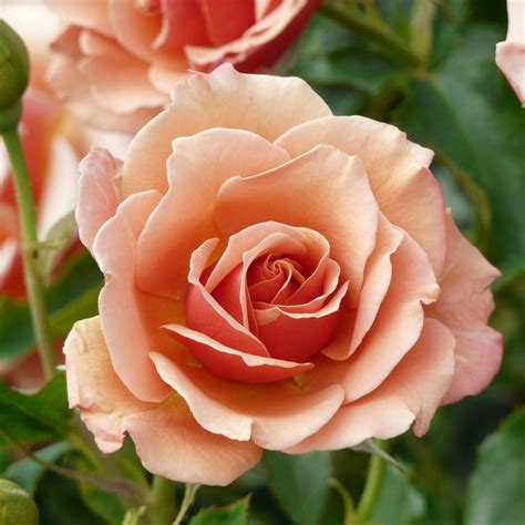 Ann Henderson | Roses' Name