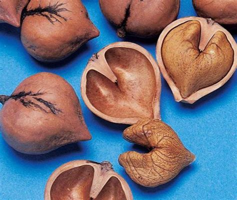 Орехоплодные : Орех сердцевидный - Juglans cordiformis Maxim