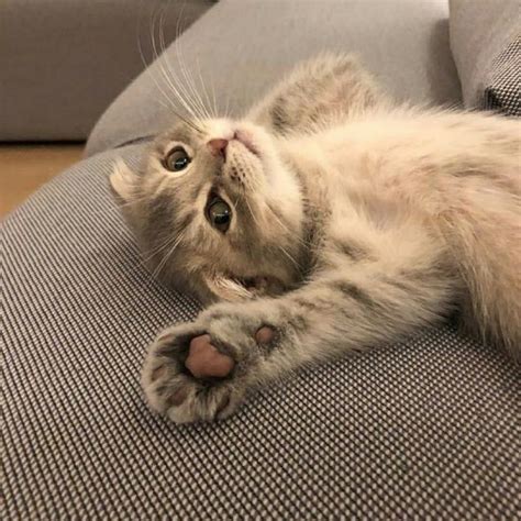 Пин от пользователя Stevie Stacy на доске Here kitty, kitty | Милые ...