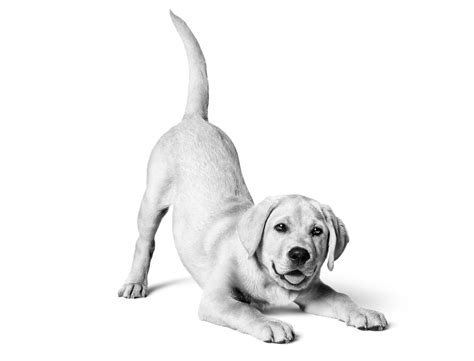 ROYAL CANIN Labrador Retriever Adult karma sucha dla psów dorosłych ...