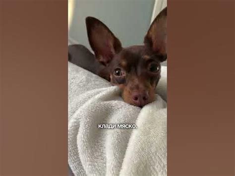 А кладут все равно коричневые камушки😔 #тойтерьер #смешныевидео # ...