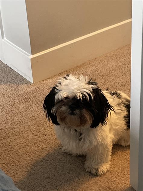 All floof, no eyes. : r/Shihtzu