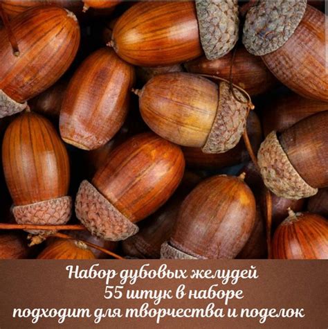 Желуди дуба - купить с доставкой по выгодным ценам в интернет-магазине ...