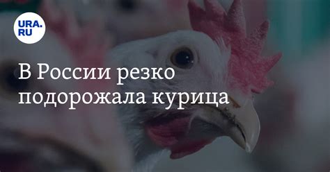В России резко подорожала курица — URA.RU