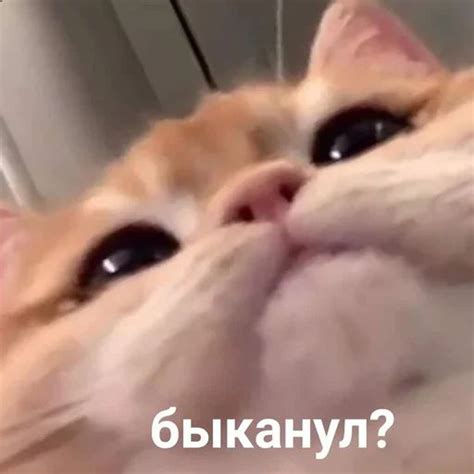 Набор стикеров для Telegram «Мемные коты»