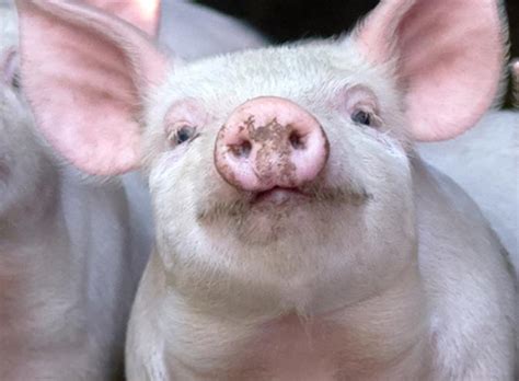 The pig was to have little ones in the farm. Here is what she did to ...