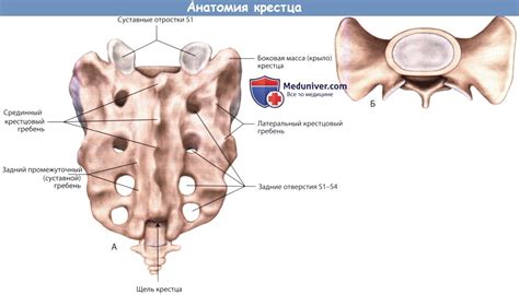 Хирургическая анатомия крестца и его биомеханика