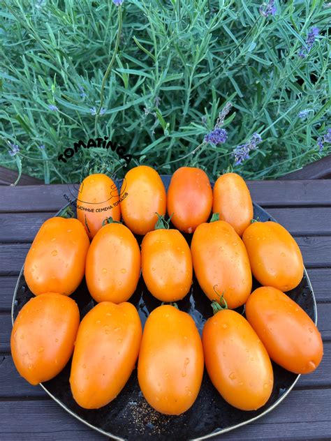 Гном Щедрость Лауры ((Dwarf Laura’s Bounty, США, Австралия) – Tomatinсa.ru