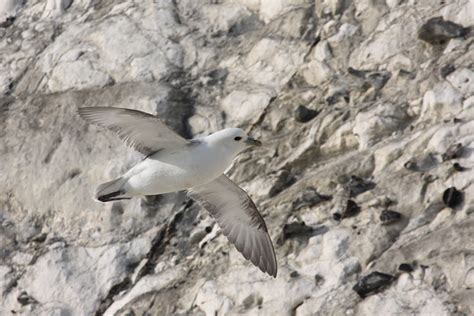 Fulmars/fulmar_2802096858
