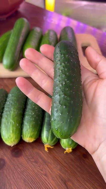 🥒 Огурцы — молодцы! Лучшие виды огурцов для выращивания в зимнем ...