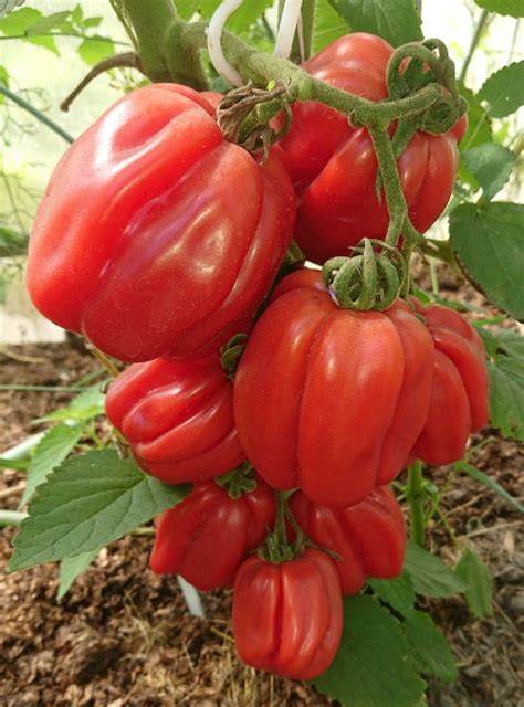 Питанга красная | mir-tomatov