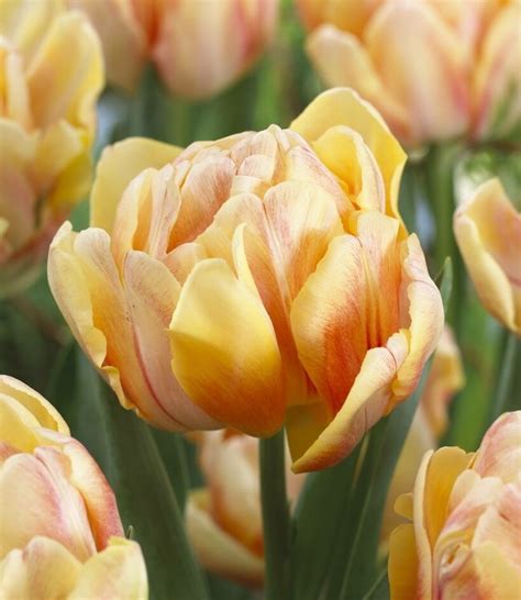 Tulip bulbs Foxy Foxtrot - a unique peony tulip! - Tulip Store