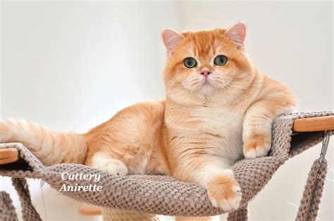 Birchfield British... - Birchfield British Shorthairs