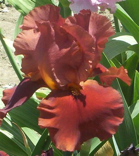 Willow Bend Iris Farm